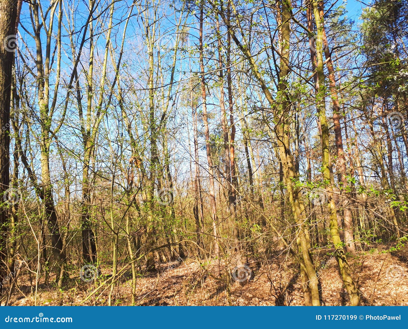 Spring forest landscape stock image. Image of green - 117270199