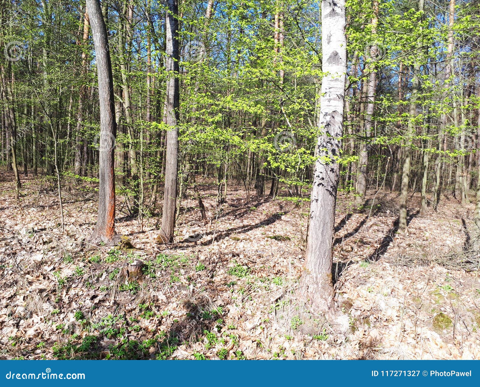 Spring forest landscape stock image. Image of environment - 117271327