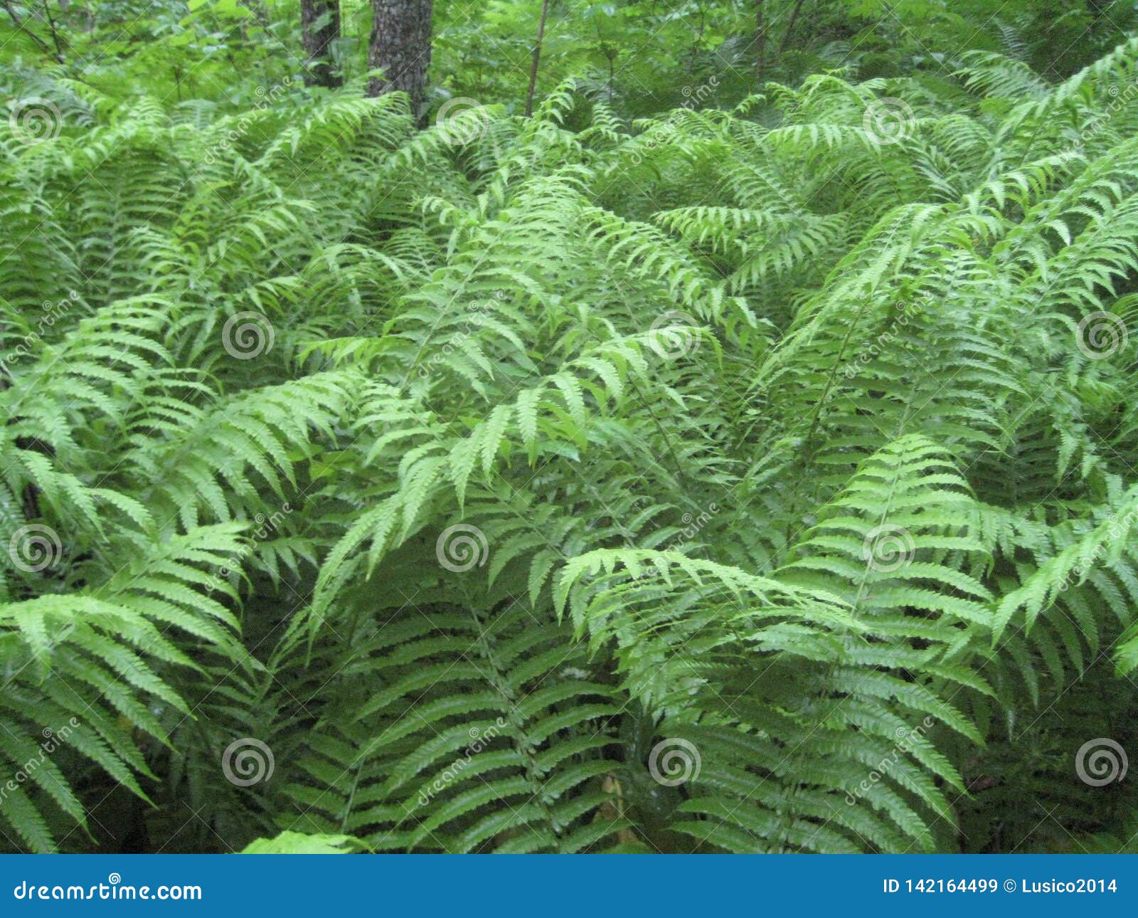 Spring Forest Landscape with Fern. Stock Image - Image of brunch, fern ...