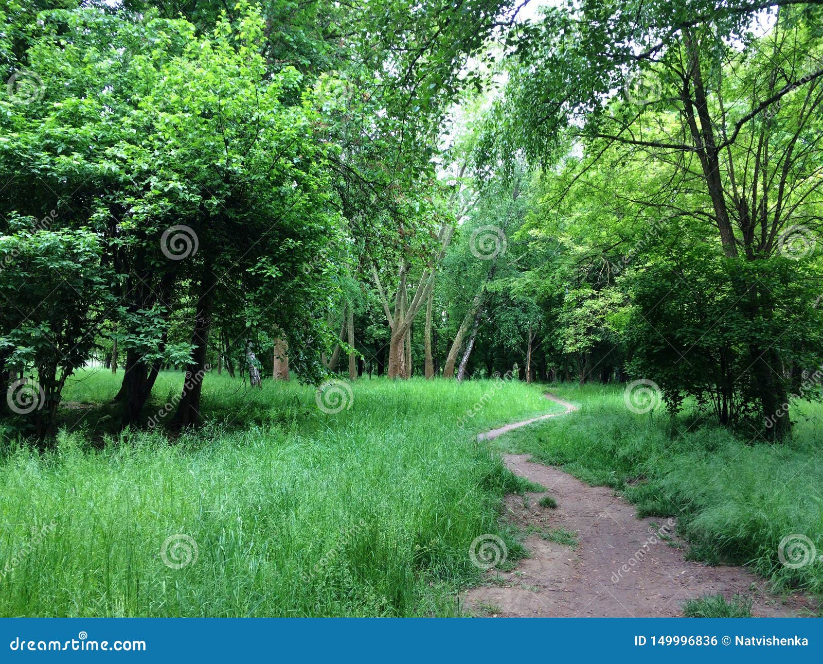 Spring Forest Landscape. Footpath in the Green Spring Forest Stock ...