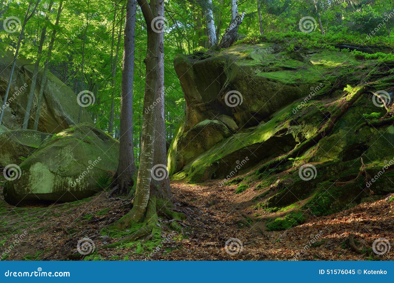Spring in the forest stock image. Image of tree, landscape - 51576045
