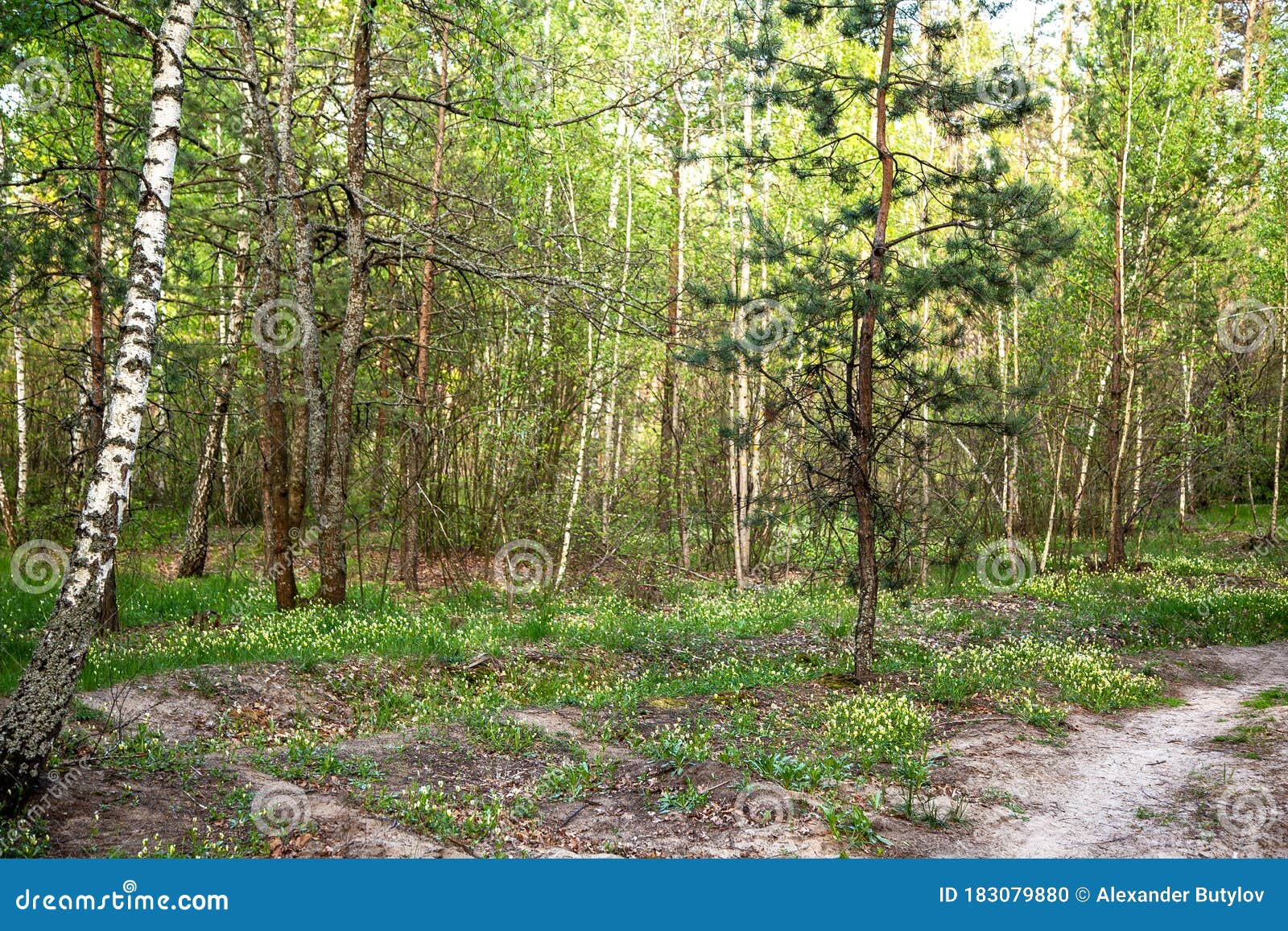 Spring Forest Landscape. Paths in the Forest Stock Photo - Image of ...