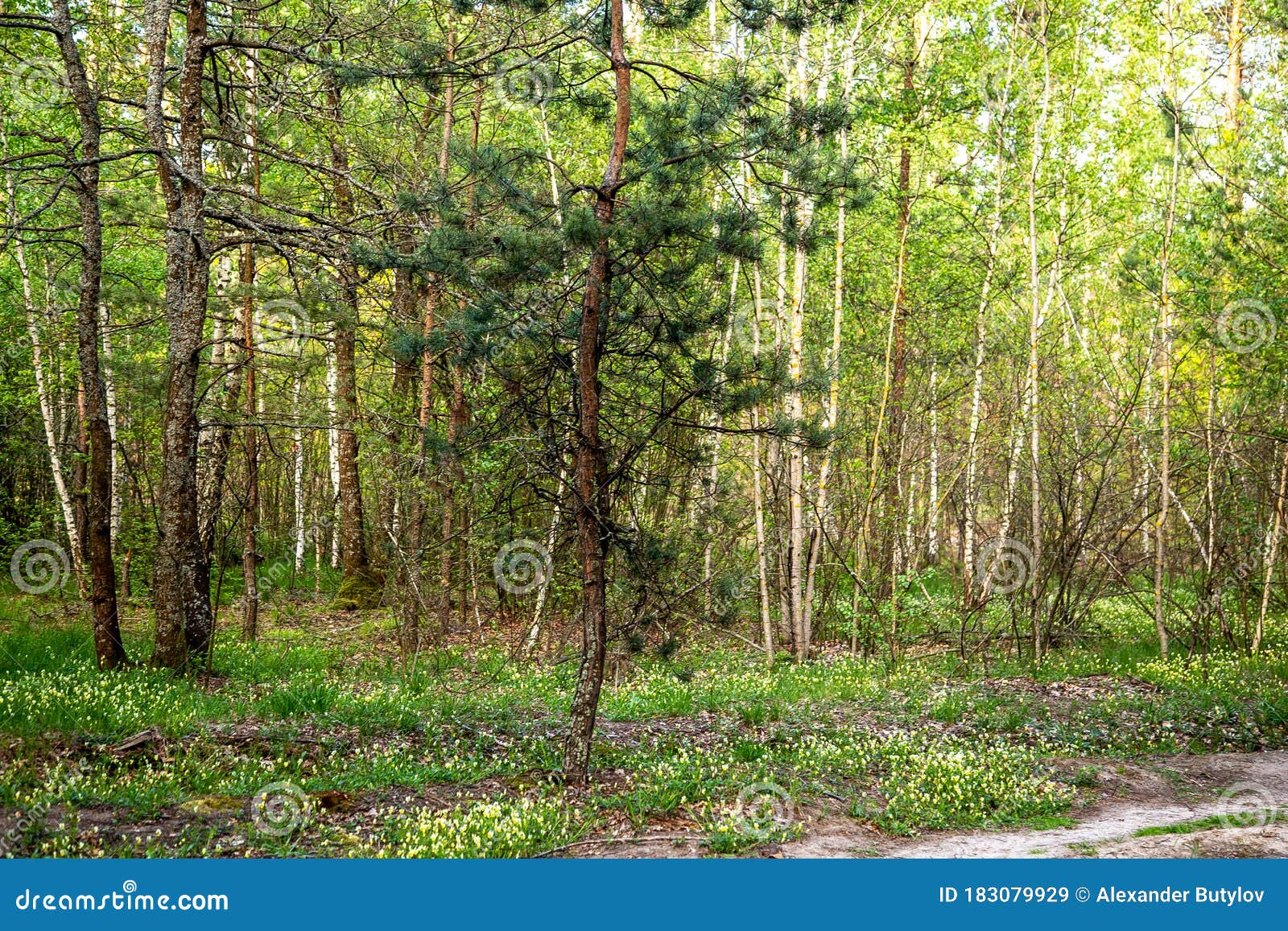 Spring Forest Landscape. Paths in the Forest Stock Image - Image of ...