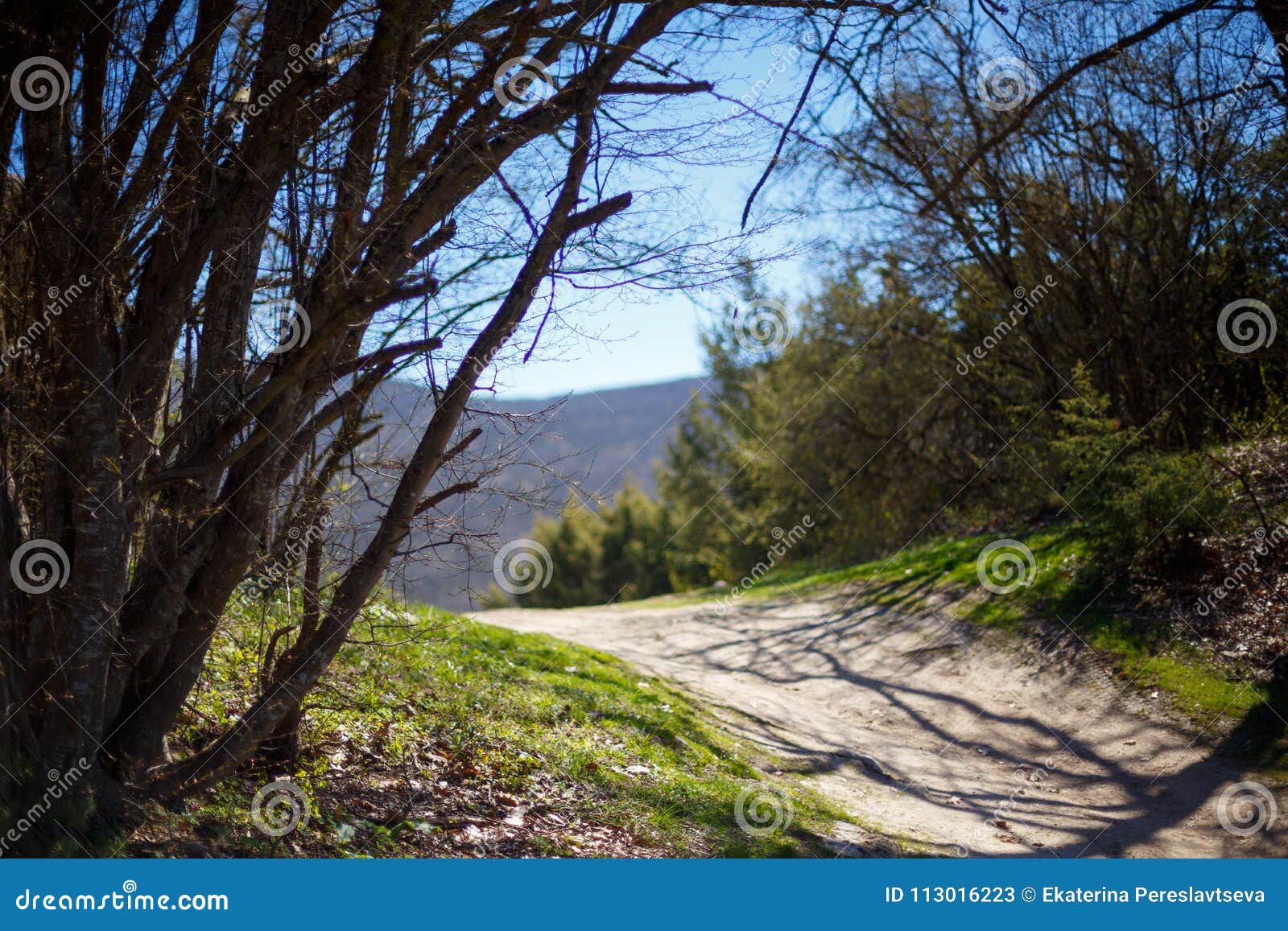 Spring Forest Landscape. Spring Forest Background Stock Image - Image ...