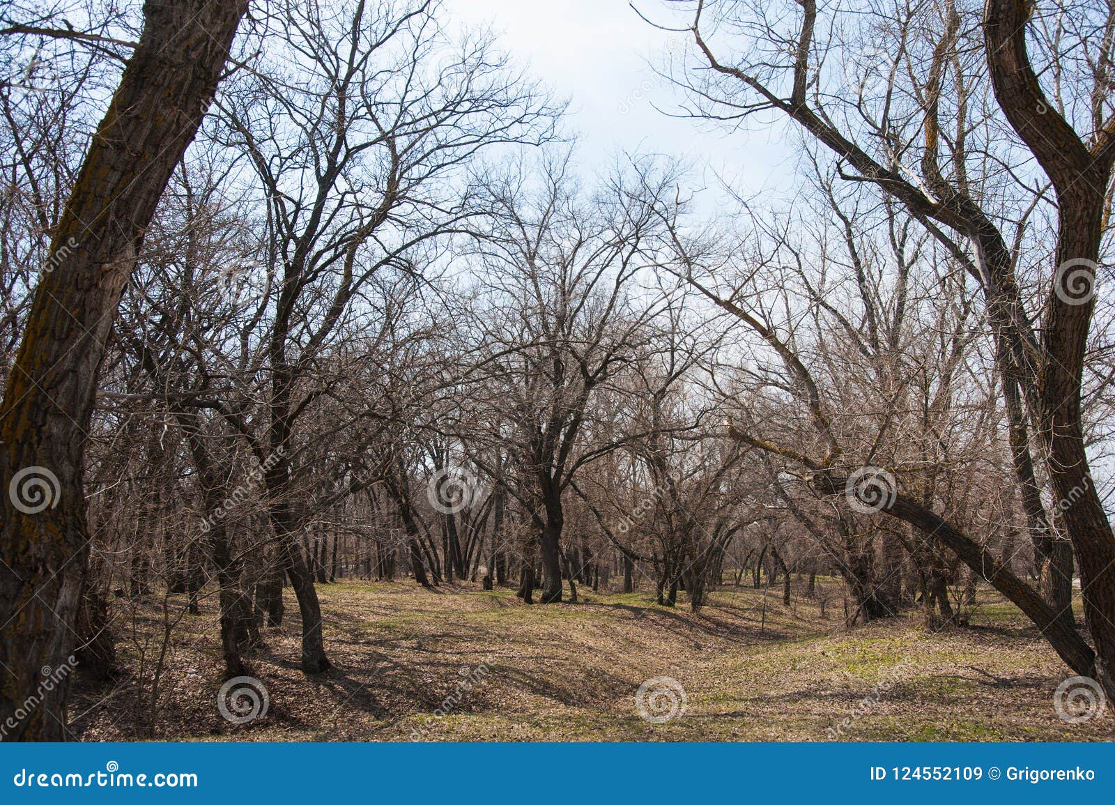 Spring Forest Landscape. Spring Forest Background Stock Image - Image ...