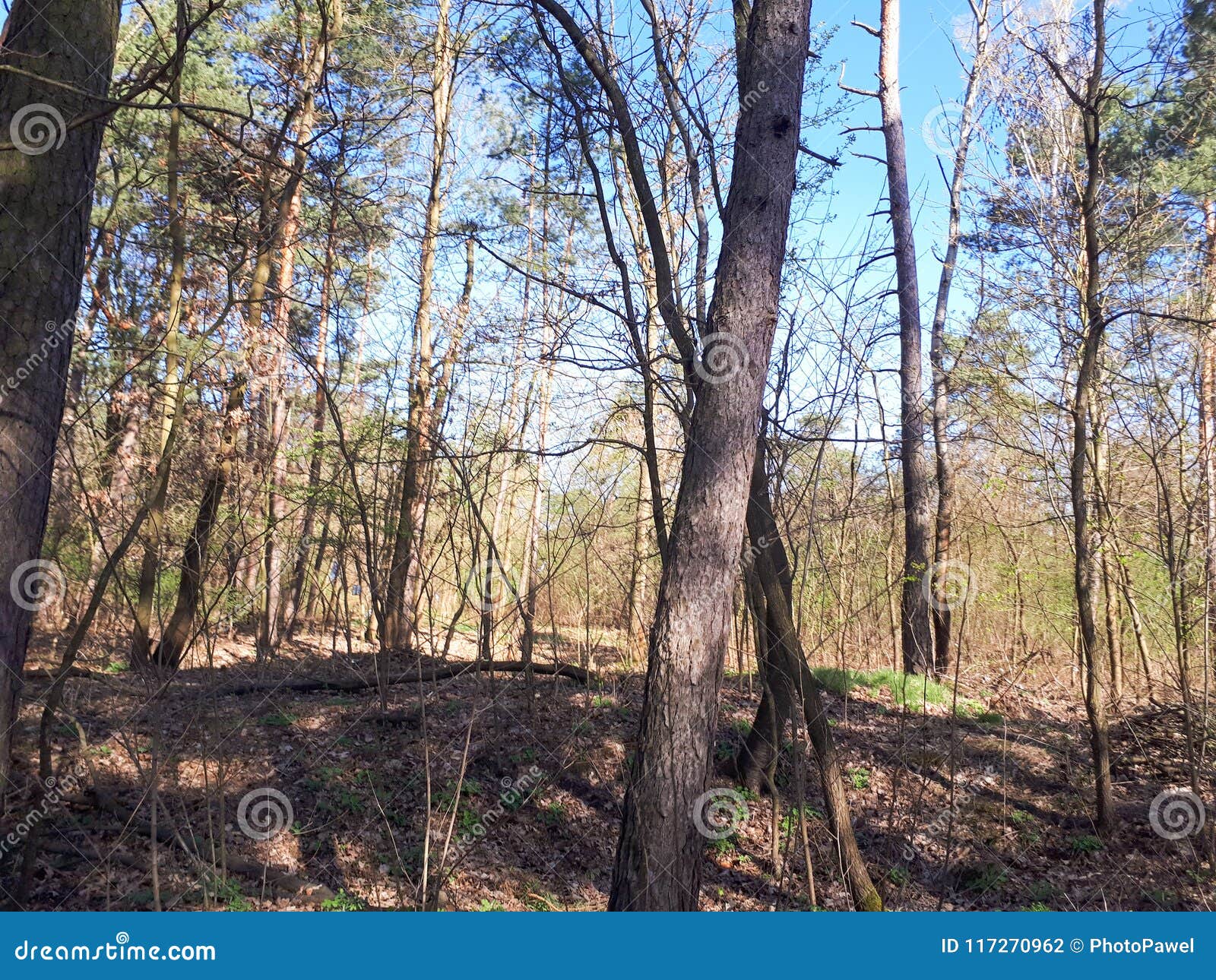 Spring forest landscape stock photo. Image of light - 117270962