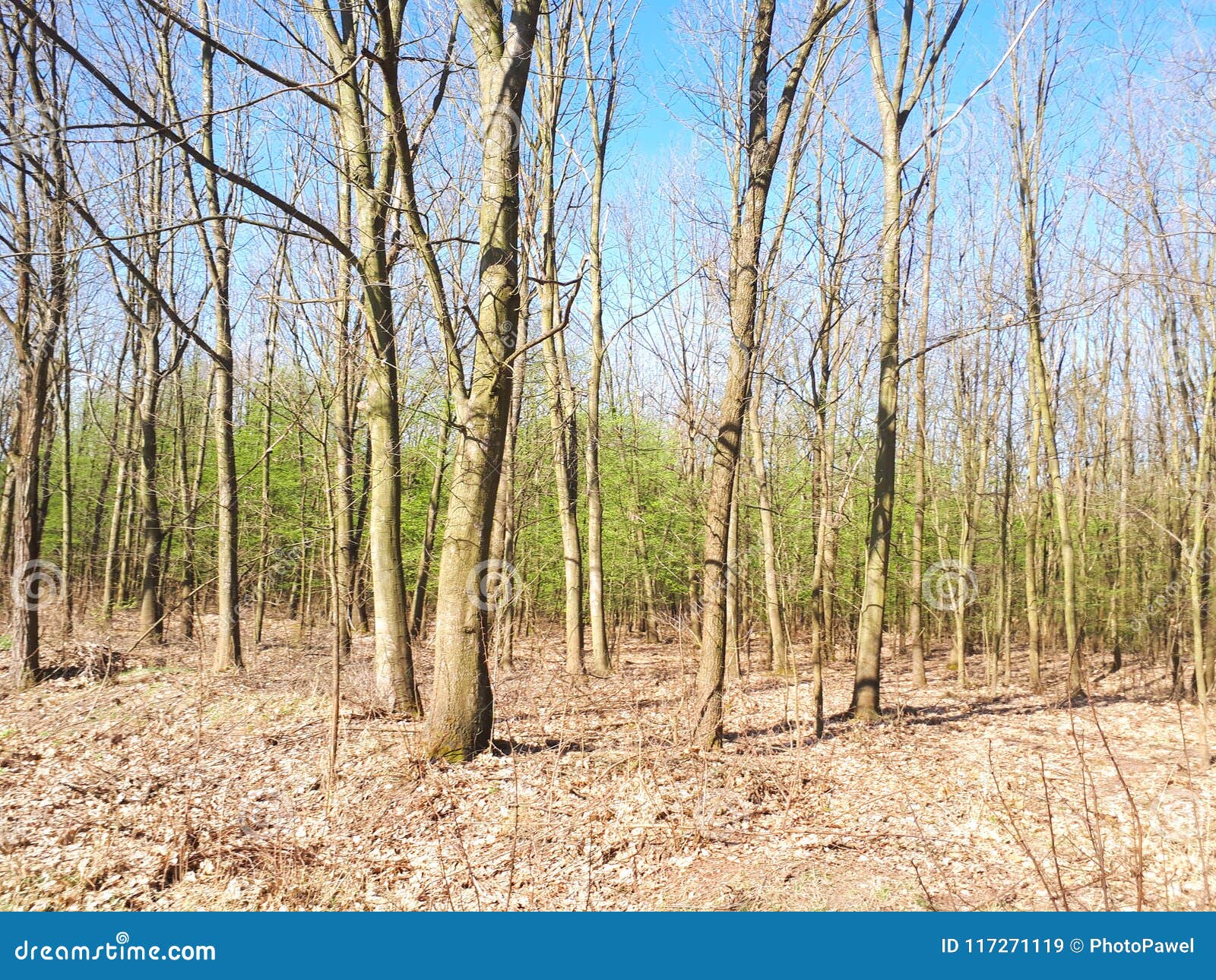 Spring forest landscape stock image. Image of environment - 117271119