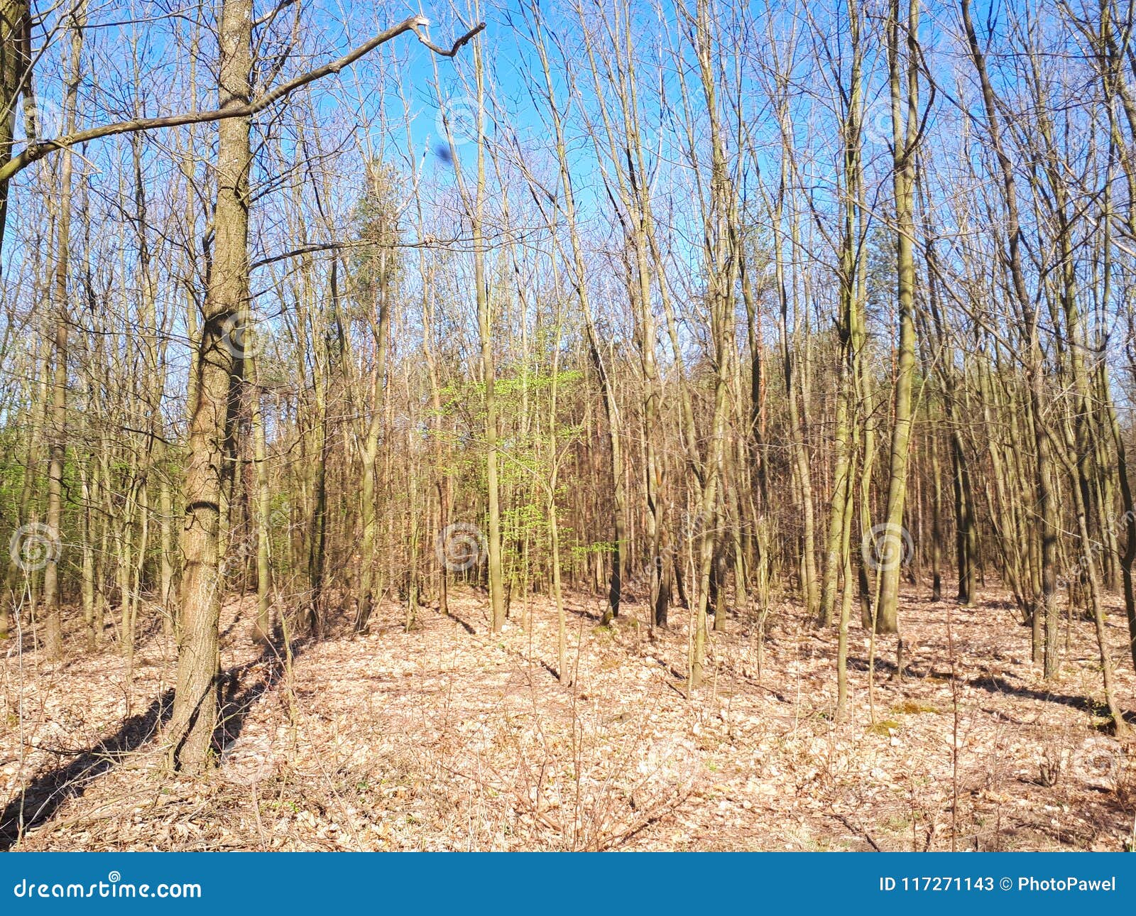 Spring forest landscape stock image. Image of sunshine - 117271143