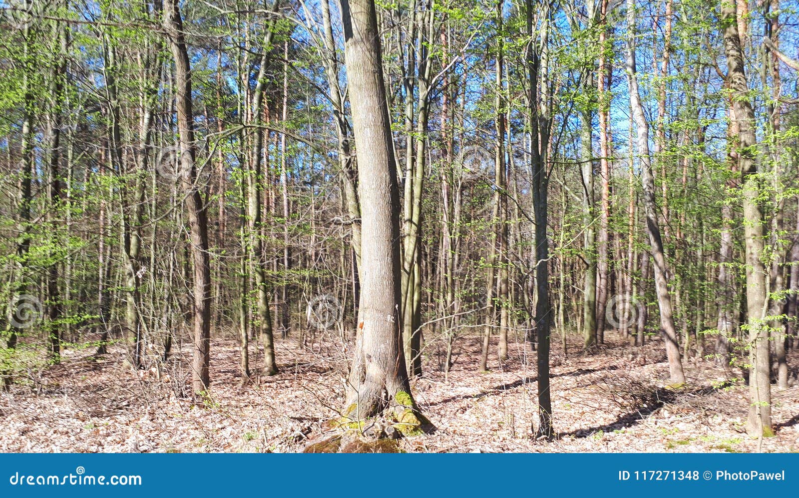 Spring forest landscape stock photo. Image of background - 117271348