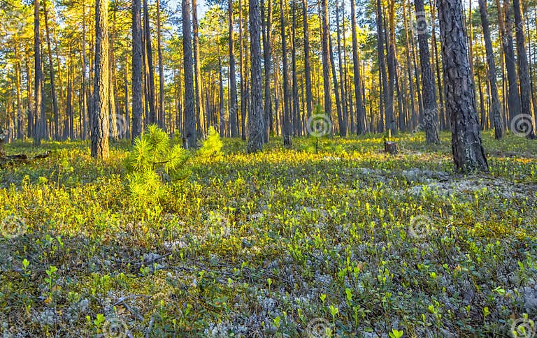Spring forest landscape stock photo. Image of tree, bush - 37054762