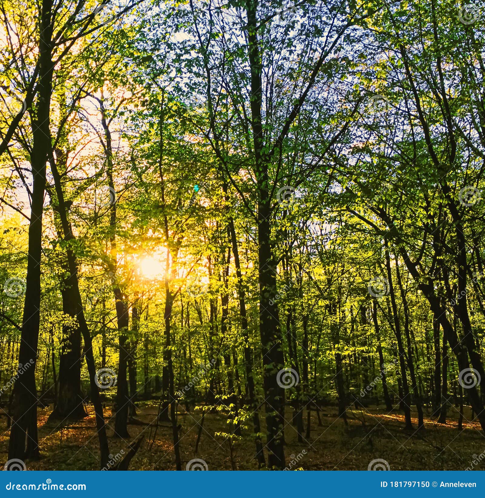 Spring Forest Landscape at Sunset or Sunrise Stock Photo - Image of ...