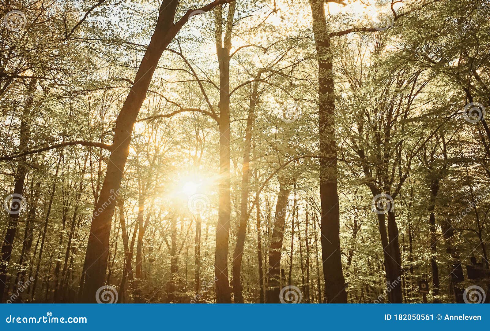 Spring Forest Landscape at Sunset or Sunrise Stock Image - Image of ...