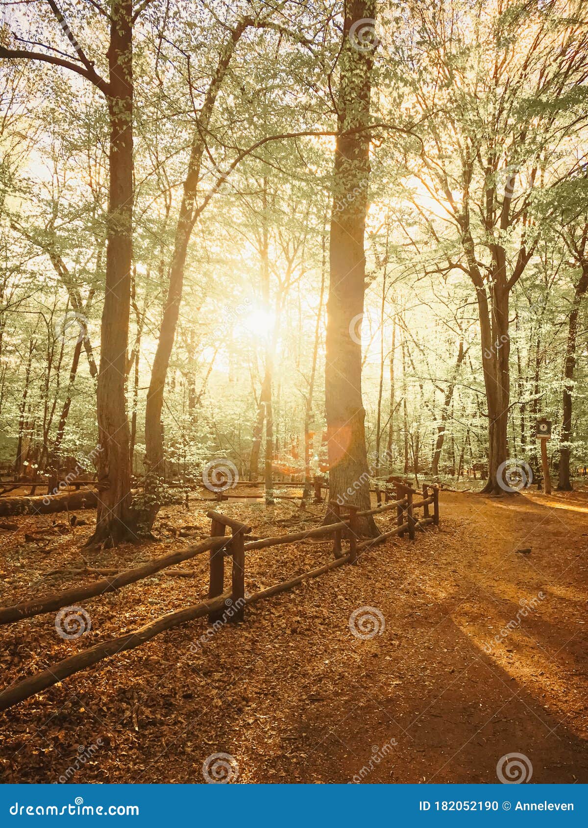 Spring Forest Landscape at Sunset or Sunrise Stock Photo - Image of ...