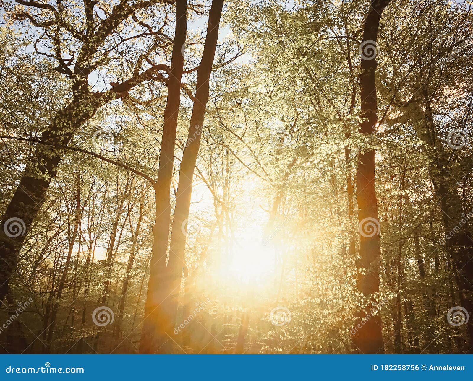 Spring Forest Landscape at Sunset or Sunrise Stock Photo - Image of ...