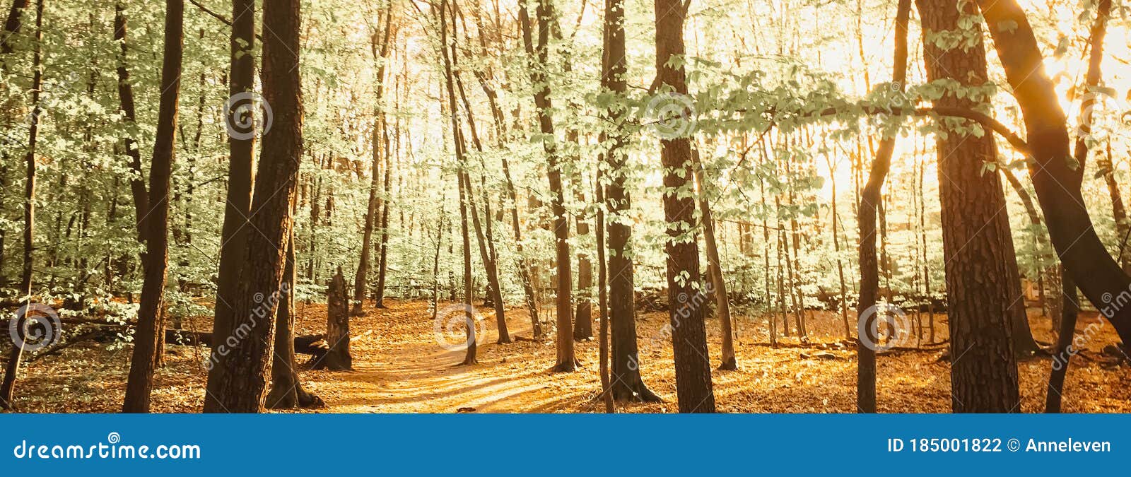 Spring Forest Landscape at Sunset or Sunrise Stock Photo - Image of ...