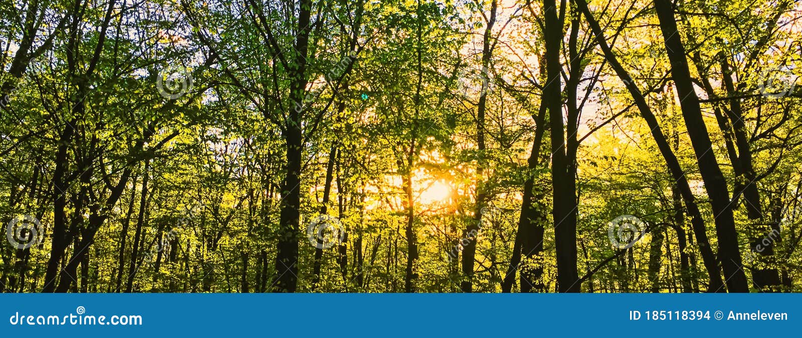 Spring Forest Landscape at Sunset or Sunrise Stock Photo - Image of ...