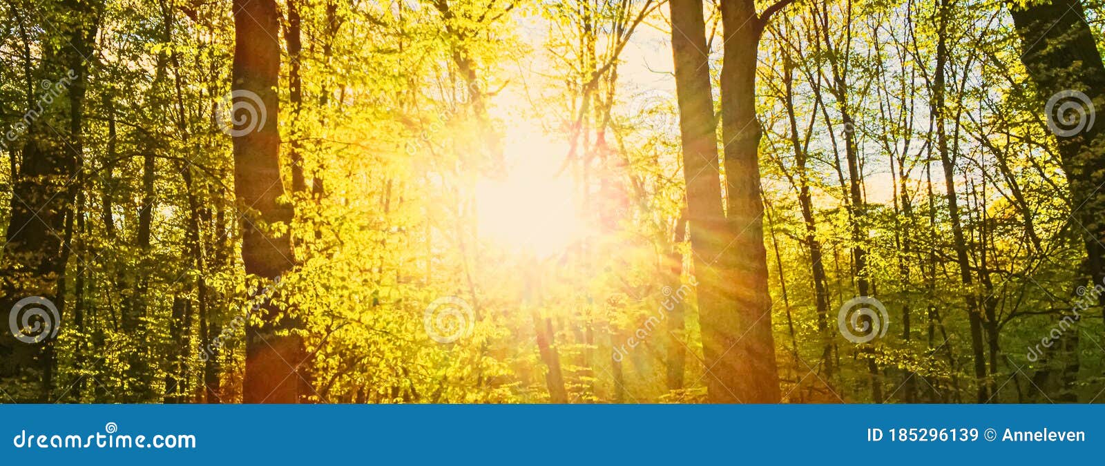 Spring Forest Landscape at Sunset or Sunrise Stock Image - Image of ...