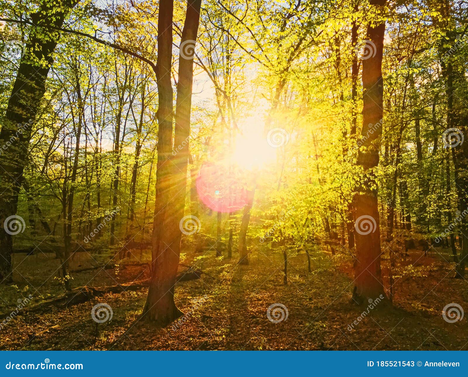 Spring Forest Landscape at Sunset or Sunrise Stock Image - Image of ...