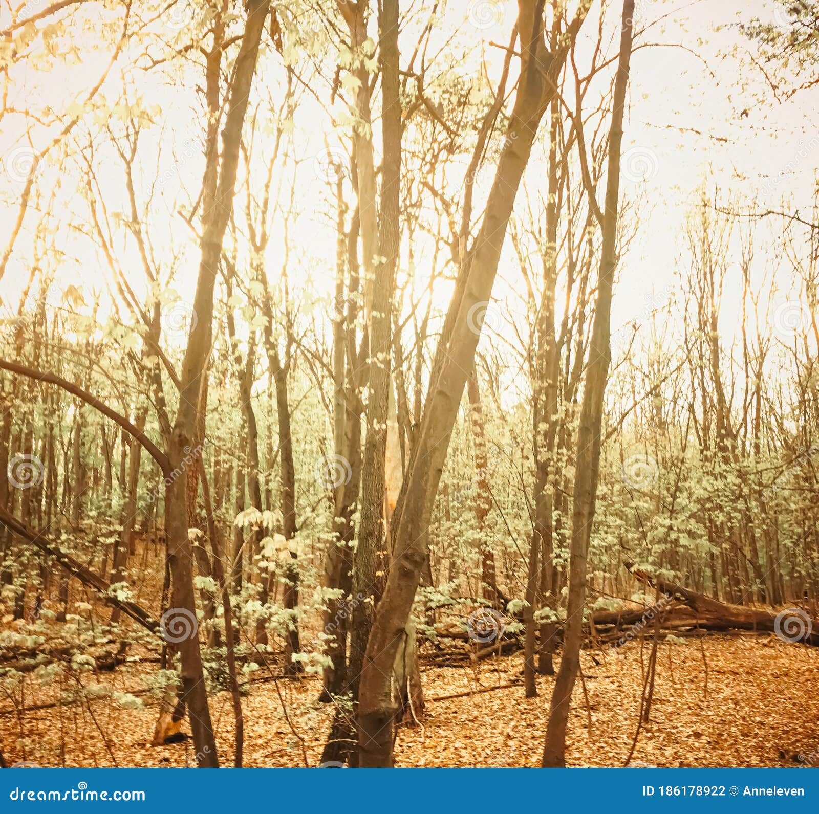 Spring Forest Landscape at Sunset or Sunrise Stock Photo - Image of ...