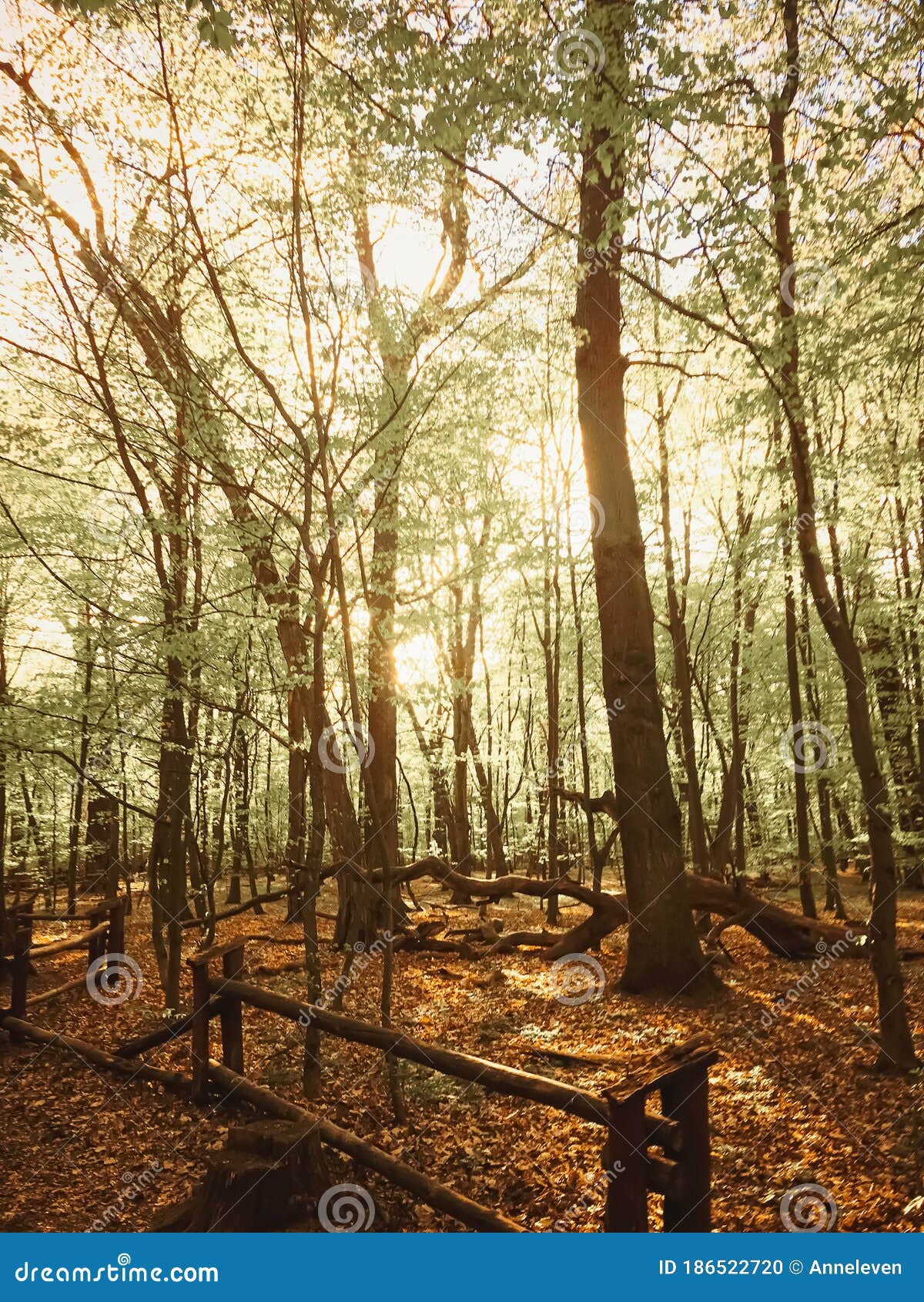 Spring Forest Landscape at Sunset or Sunrise Stock Photo - Image of ...