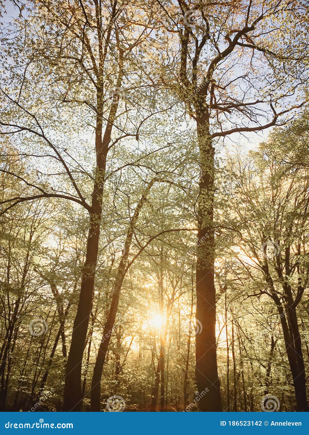 Spring Forest Landscape at Sunset or Sunrise Stock Photo - Image of ...