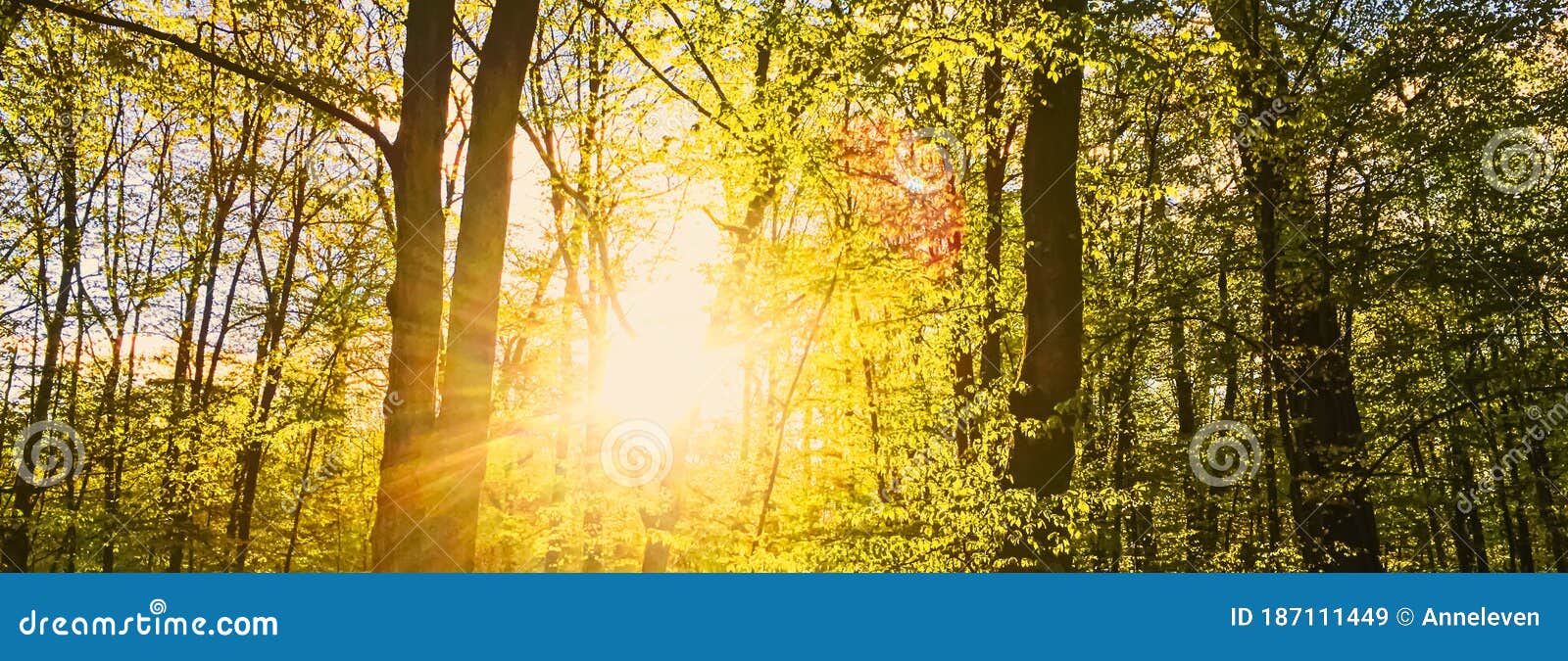 Spring Forest Landscape at Sunset or Sunrise Stock Image - Image of ...