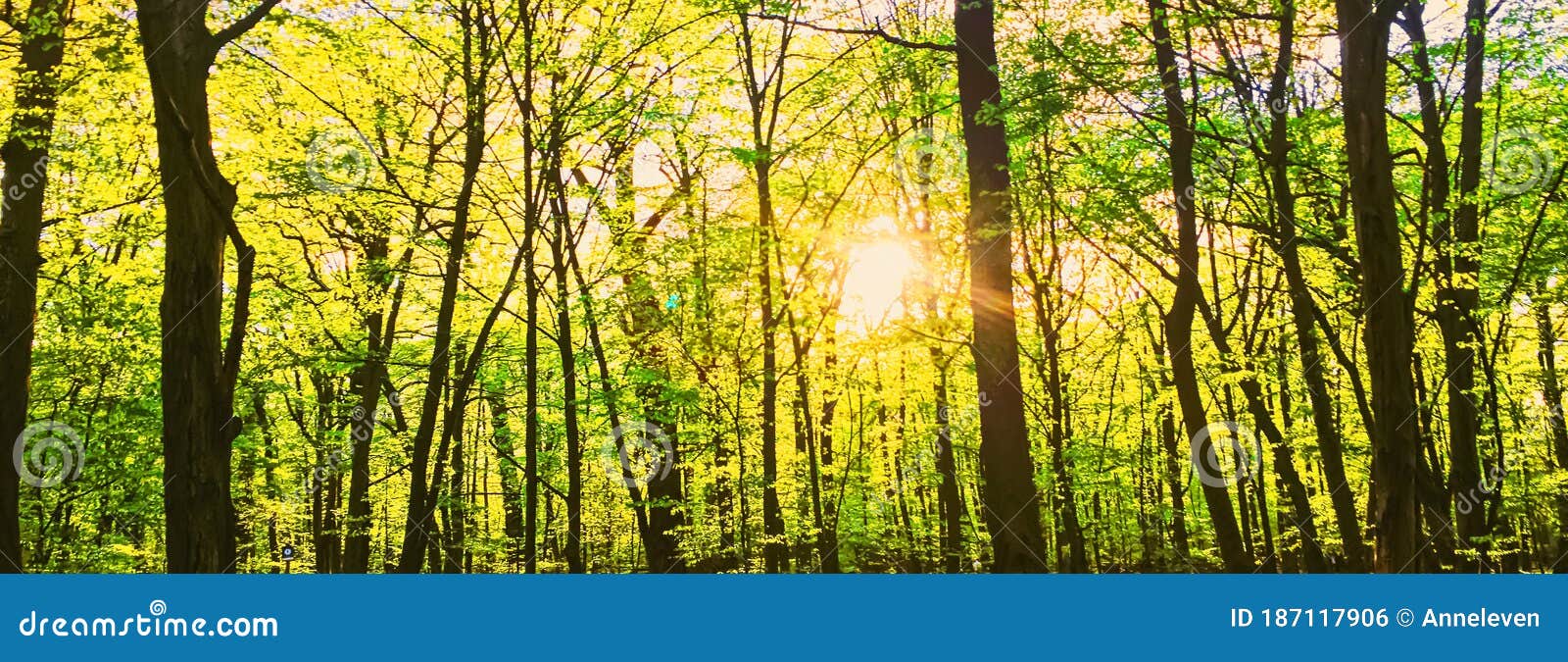 Spring Forest Landscape at Sunset or Sunrise Stock Photo - Image of ...