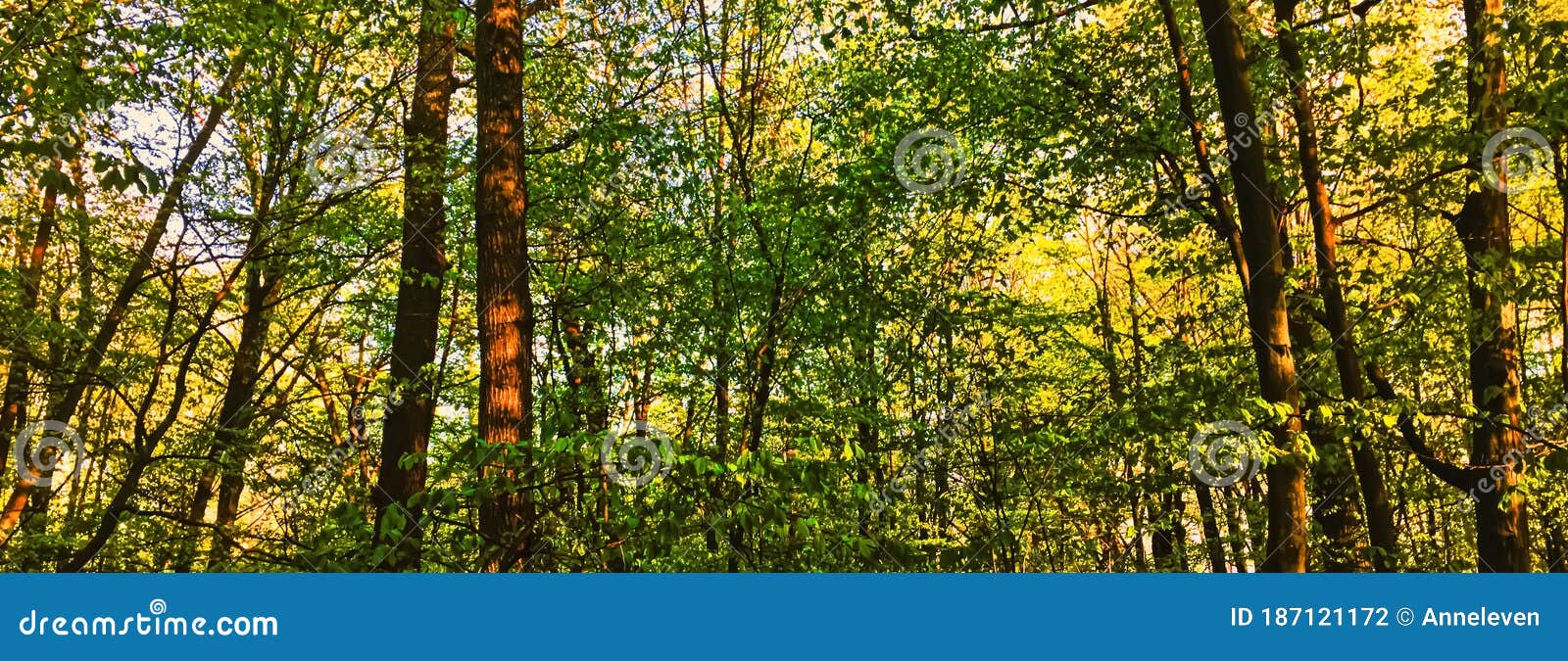 Spring Forest Landscape at Sunset or Sunrise Stock Photo - Image of ...