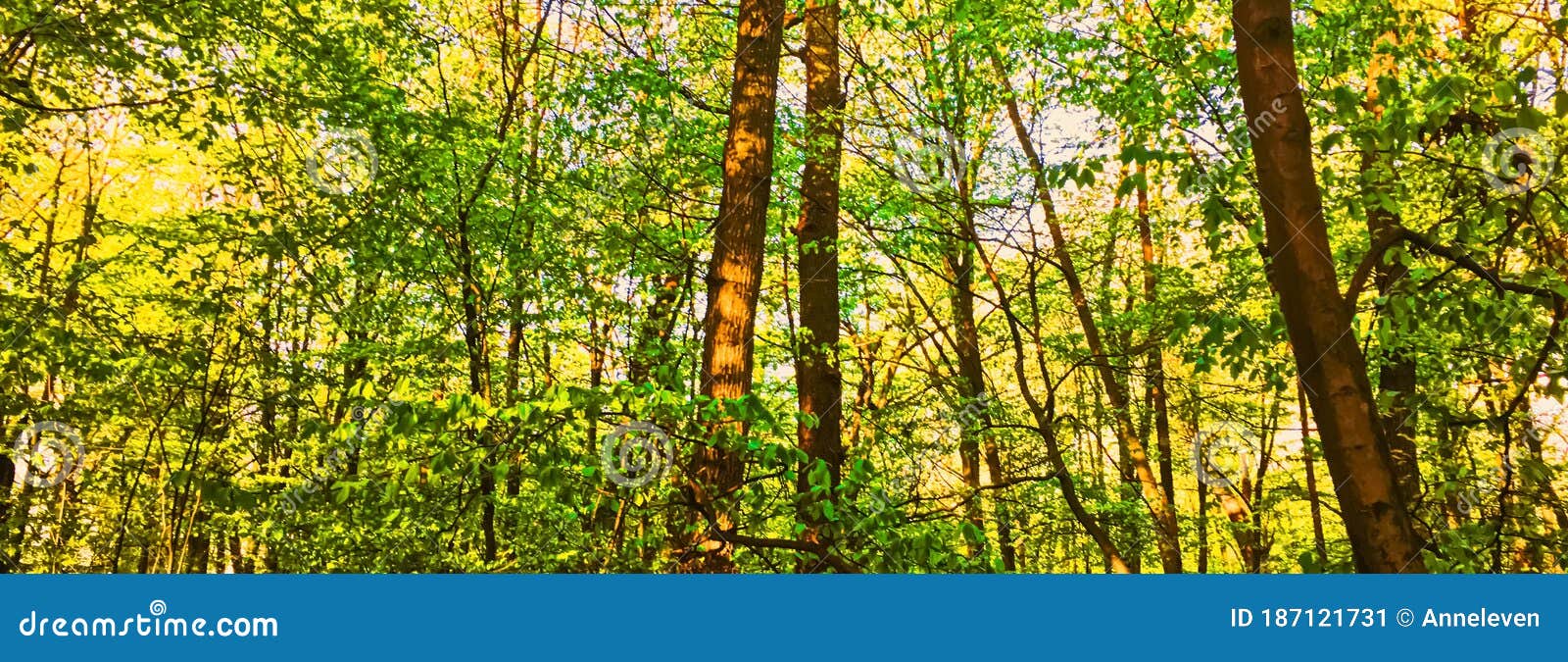 Spring Forest Landscape at Sunset or Sunrise Stock Image - Image of ...