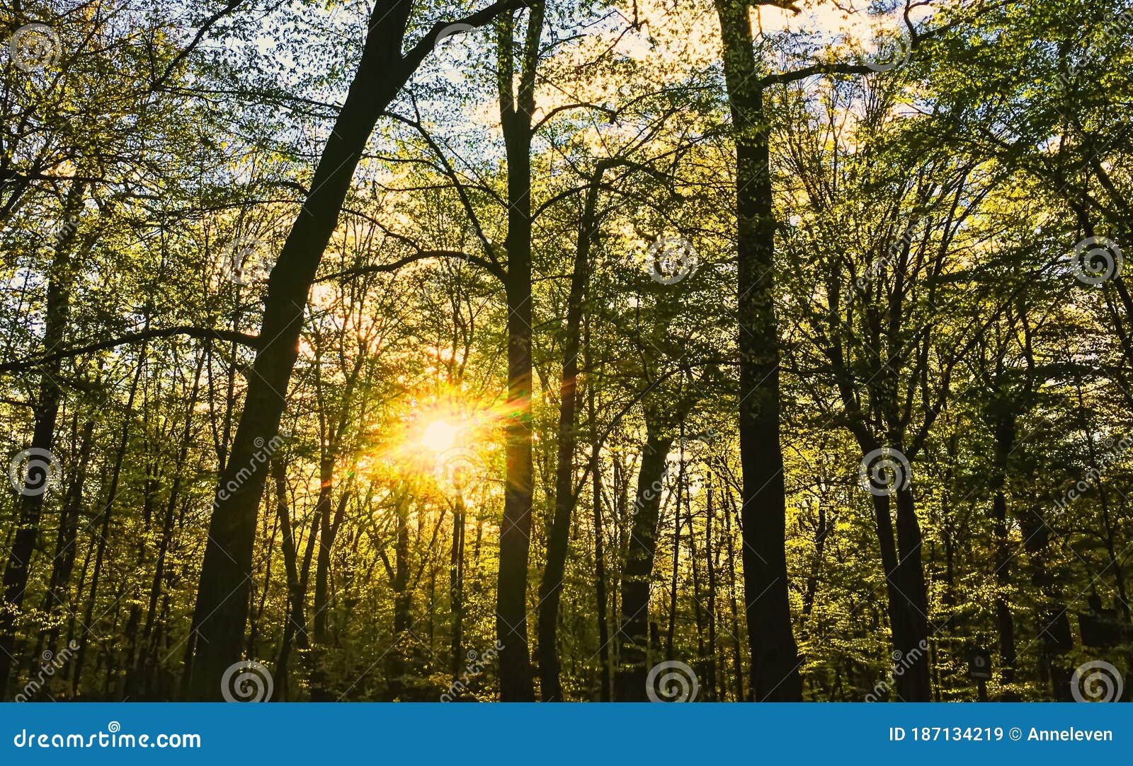Spring Forest Landscape at Sunset or Sunrise Stock Image - Image of ...