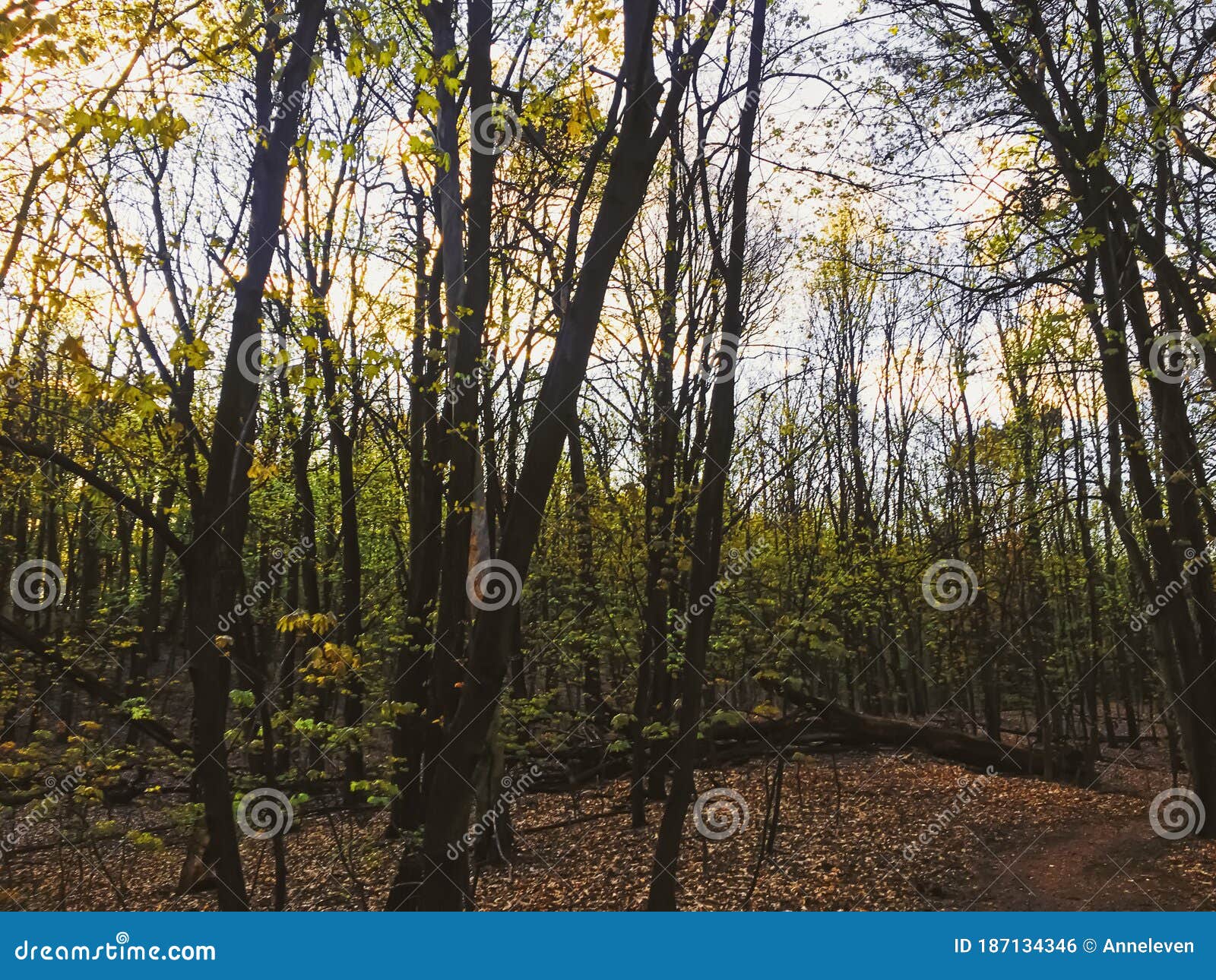 Spring Forest Landscape at Sunset or Sunrise Stock Photo - Image of ...