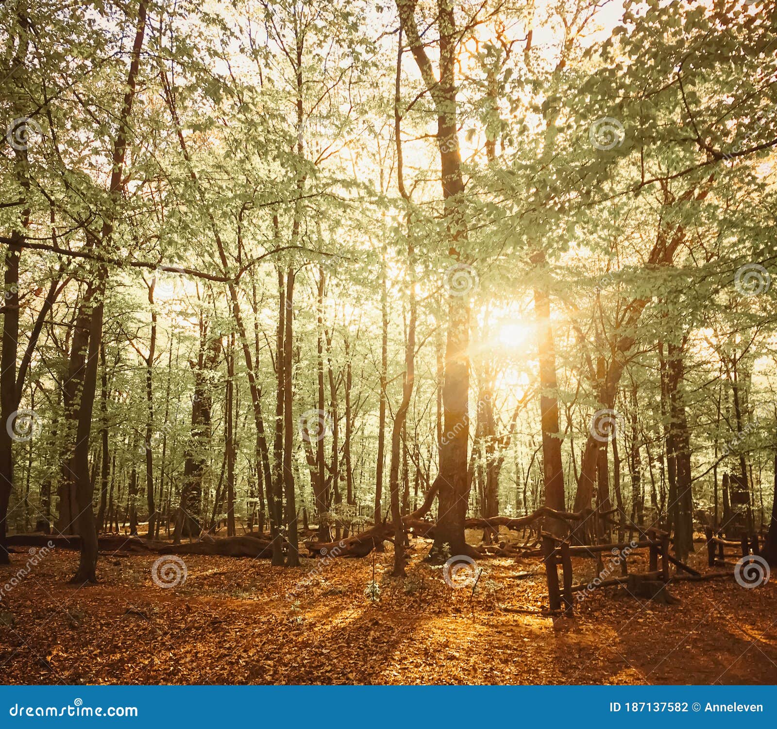 Spring Forest Landscape at Sunset or Sunrise Stock Photo - Image of ...