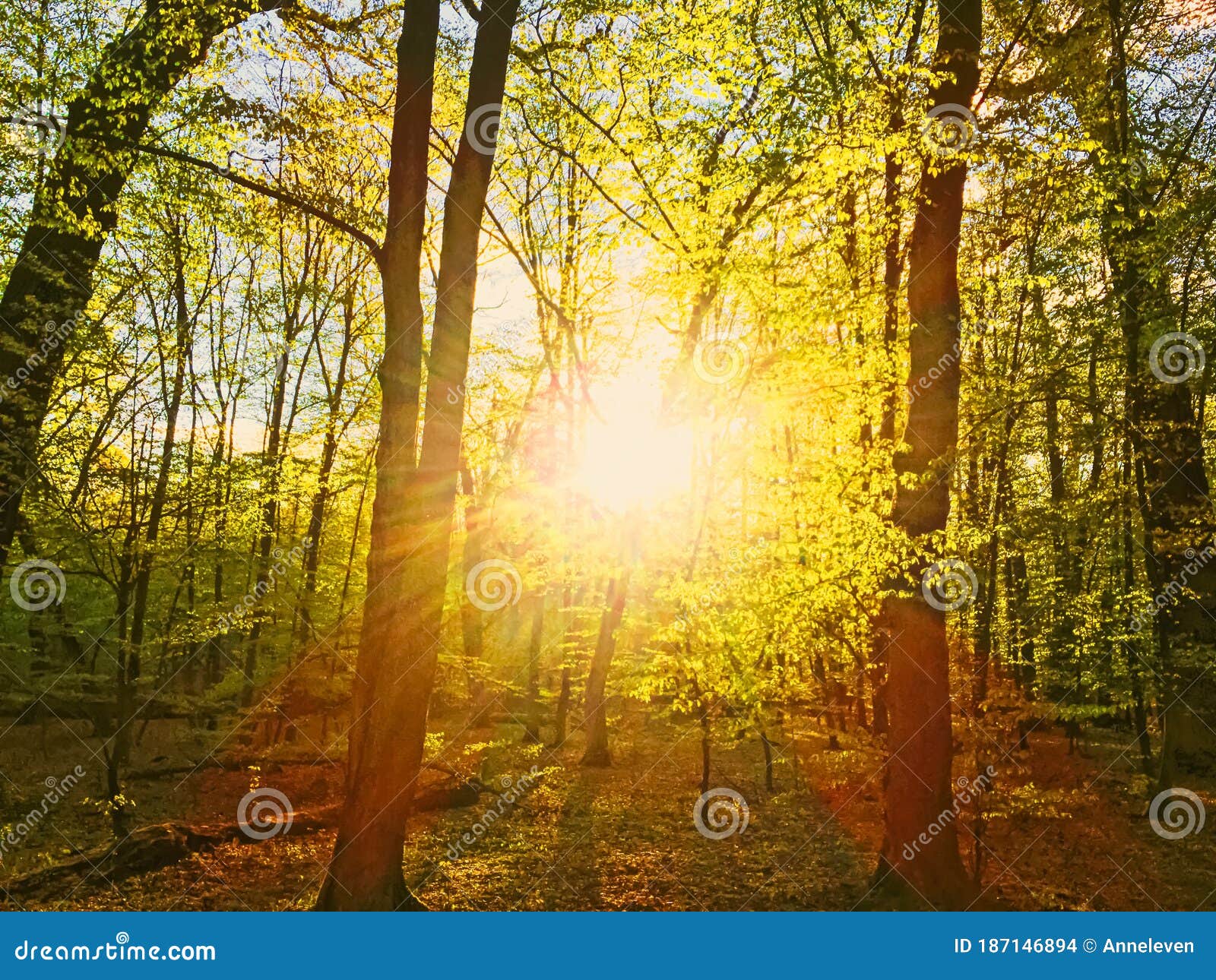 Spring Forest Landscape at Sunset or Sunrise Stock Photo - Image of ...