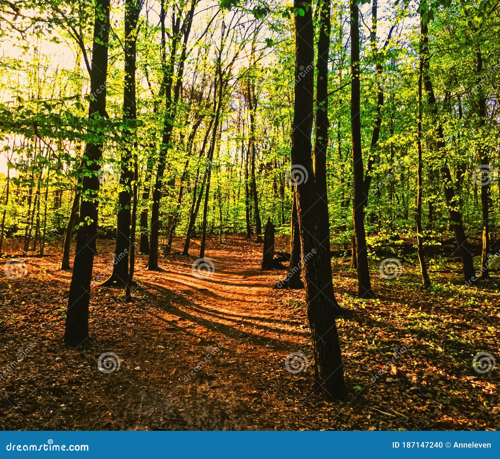Spring Forest Landscape at Sunset or Sunrise Stock Photo - Image of ...
