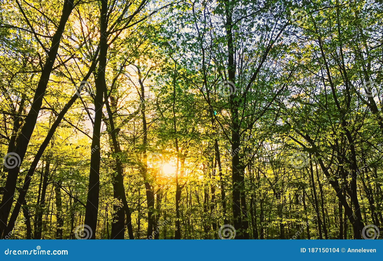 Spring Forest Landscape at Sunset or Sunrise Stock Photo - Image of ...
