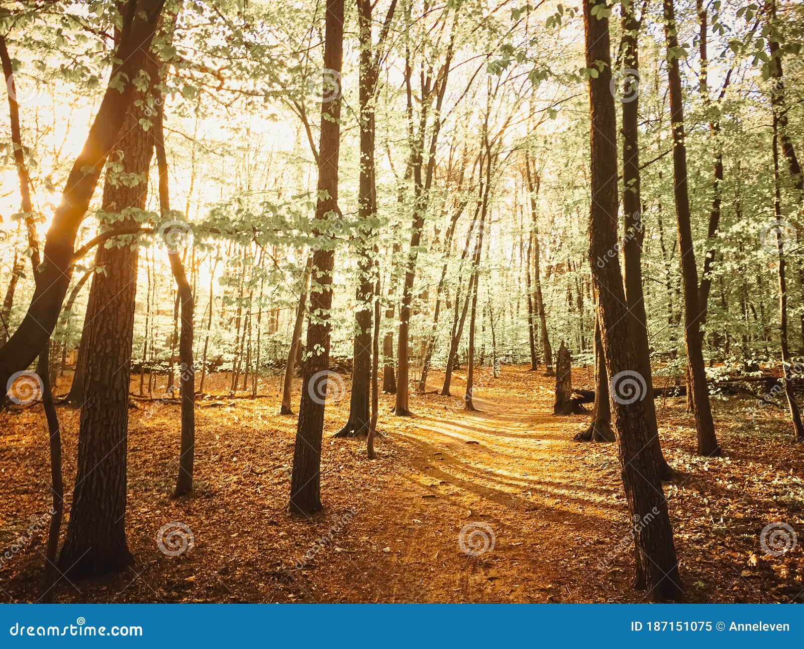 Spring Forest Landscape at Sunset or Sunrise Stock Image - Image of ...