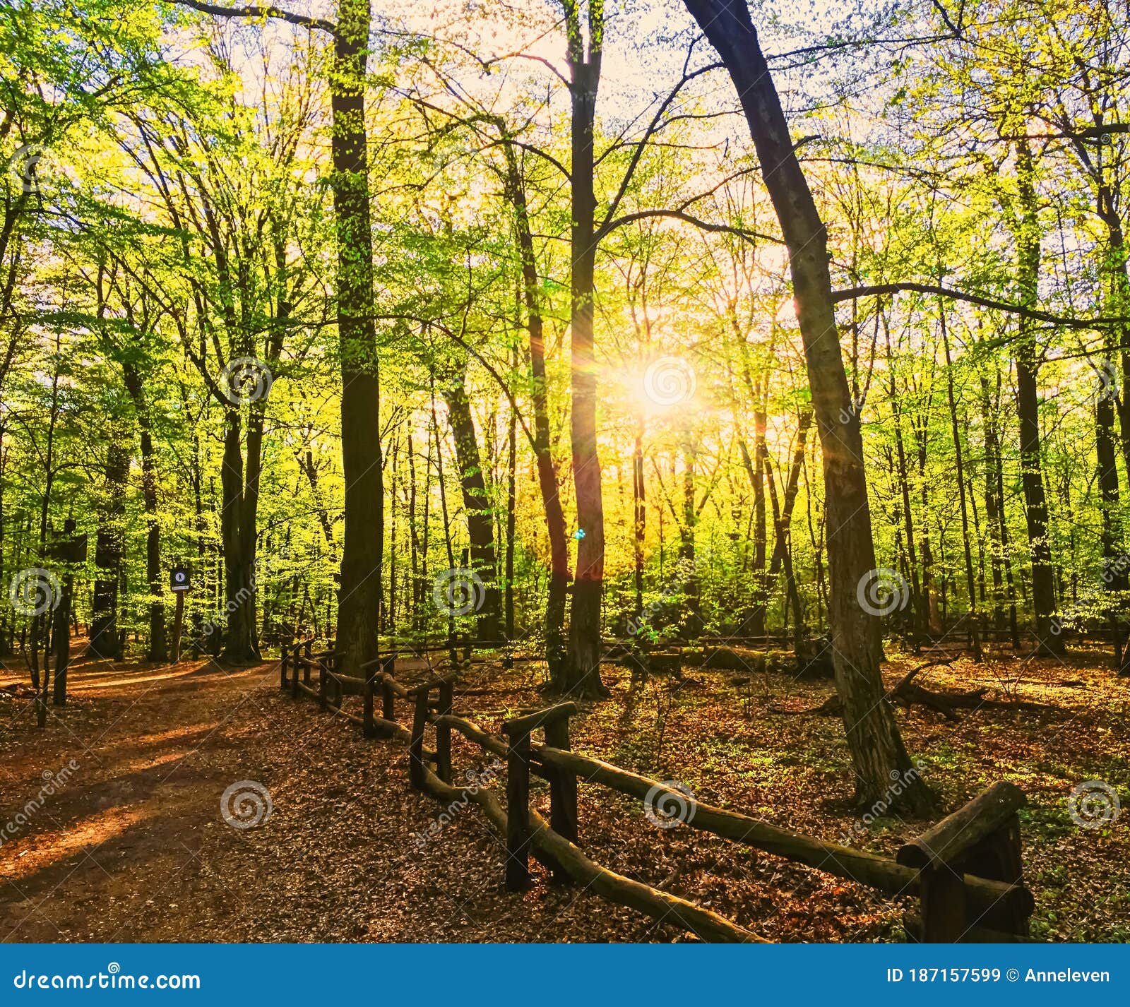 Spring Forest Landscape at Sunset or Sunrise Stock Image - Image of ...