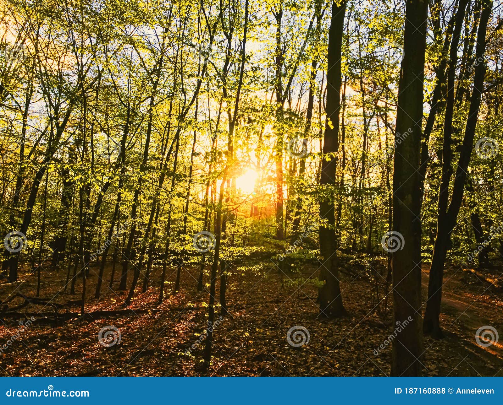 Spring Forest Landscape at Sunset or Sunrise Stock Photo - Image of ...