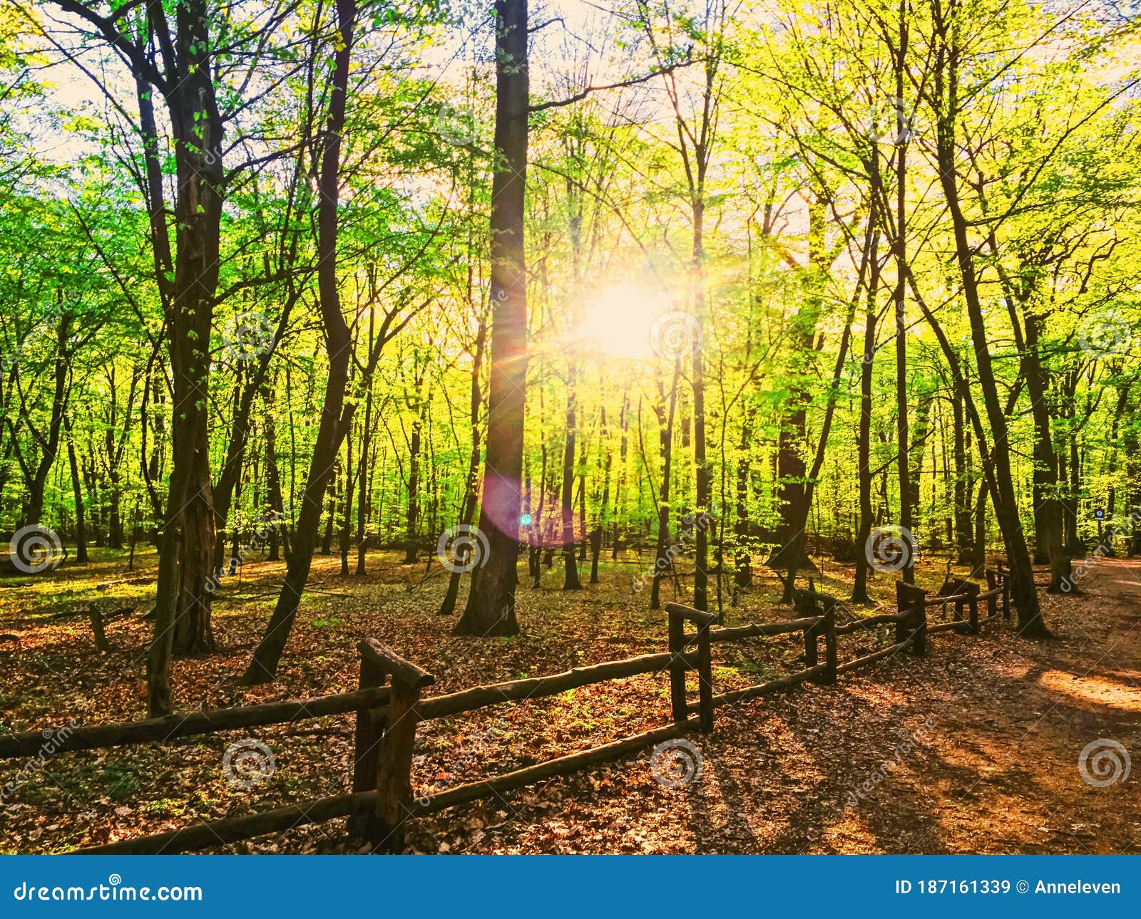Spring Forest Landscape at Sunset or Sunrise Stock Image - Image of ...