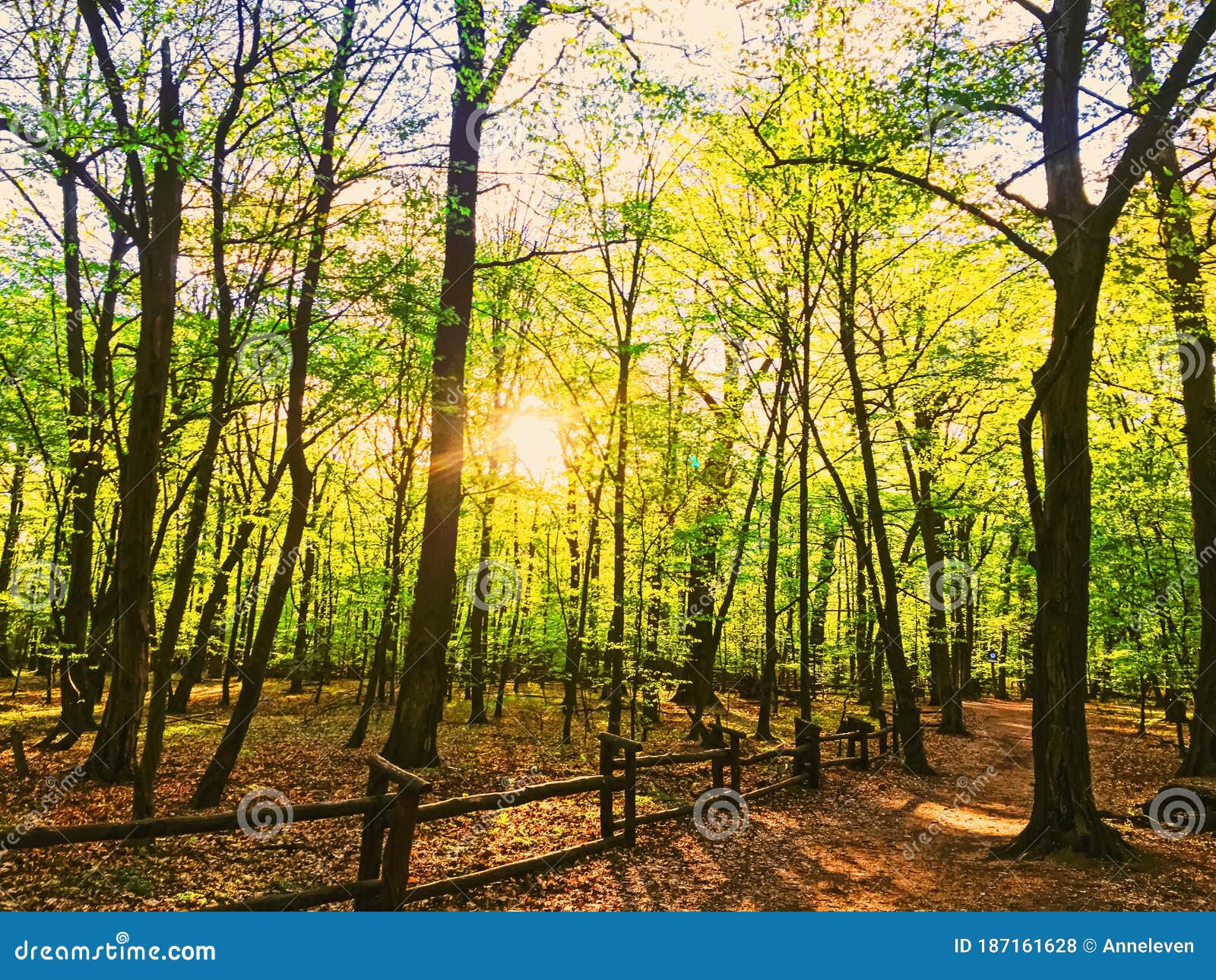 Spring Forest Landscape at Sunset or Sunrise Stock Photo - Image of ...