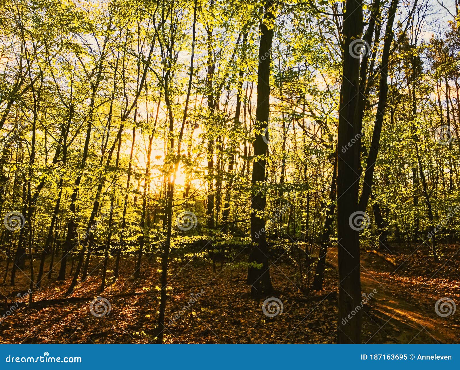 Spring Forest Landscape at Sunset or Sunrise Stock Image - Image of ...