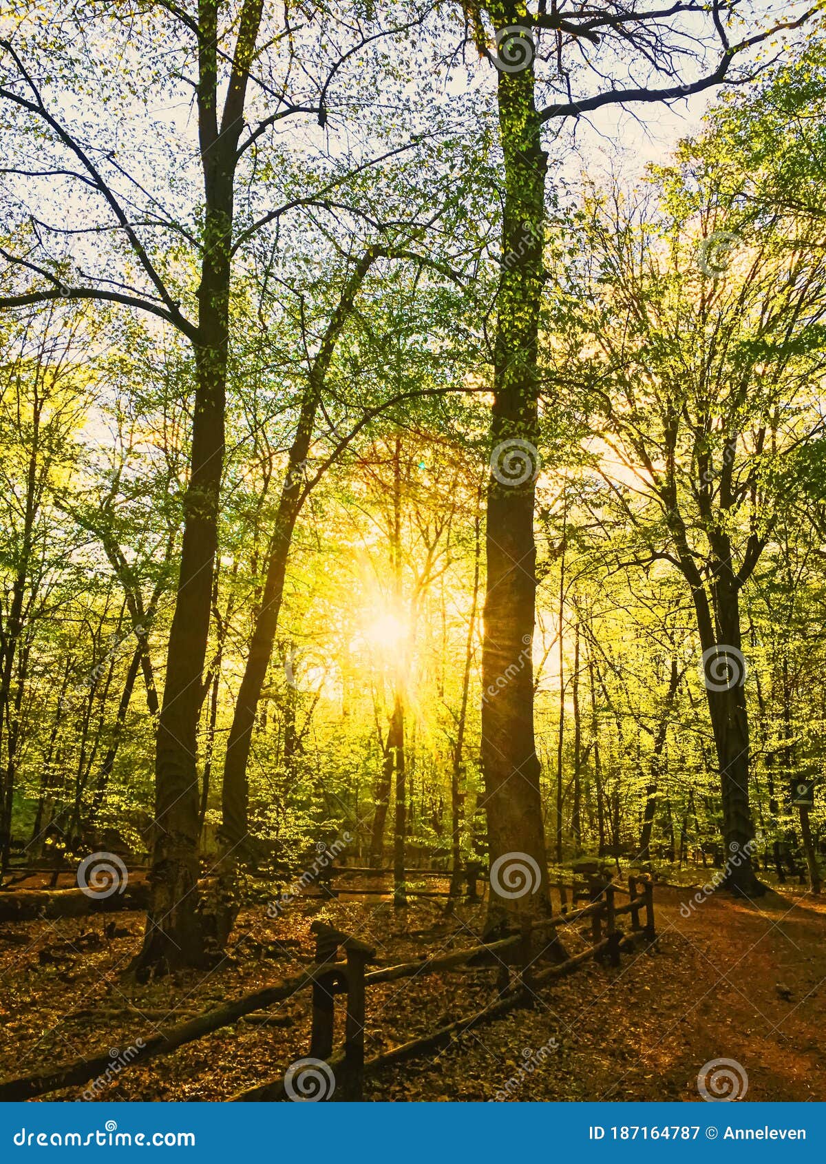 Spring Forest Landscape at Sunset or Sunrise Stock Image - Image of ...