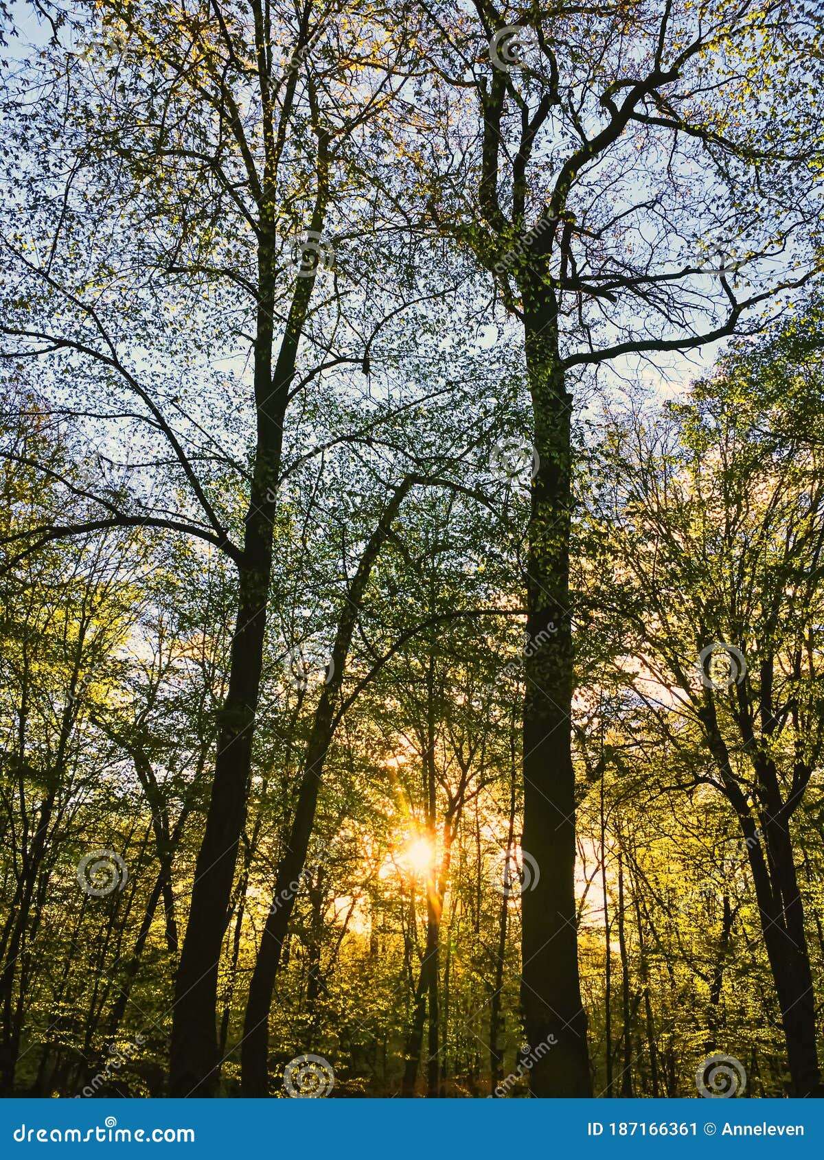 Spring Forest Landscape at Sunset or Sunrise Stock Image - Image of ...