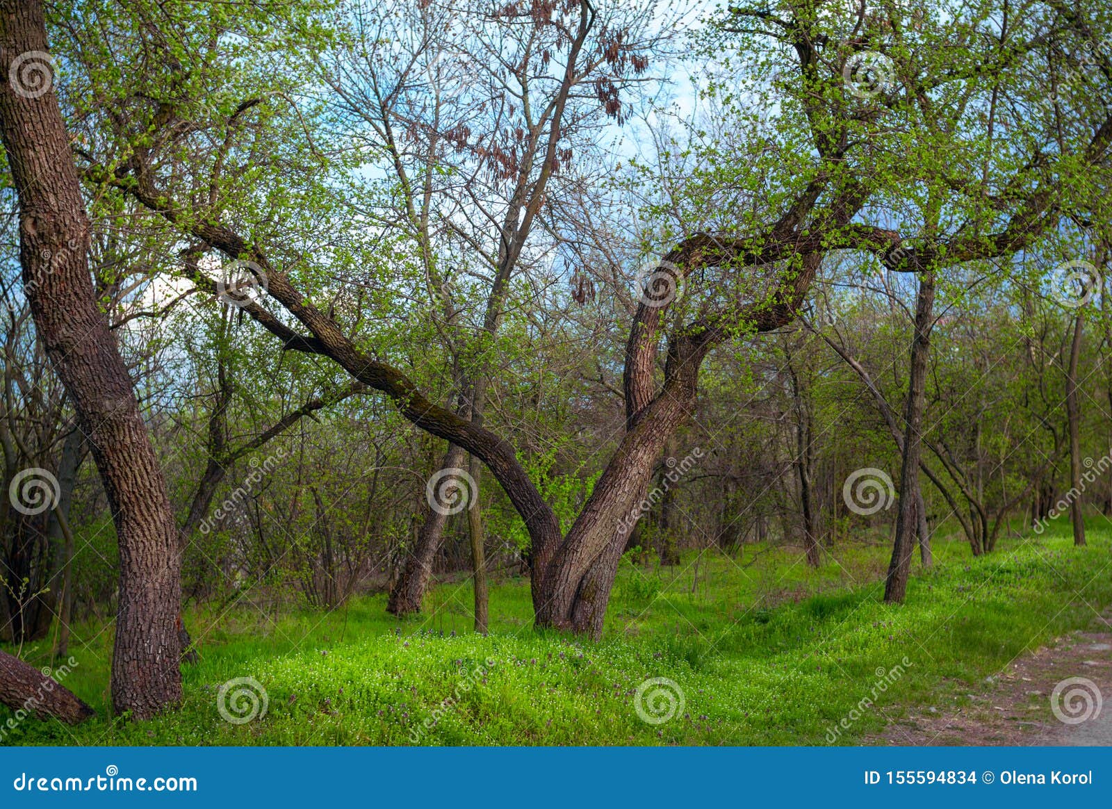 Spring Forest â€“ Landscape: Tree with Curved Trunk Stock Photo - Image ...
