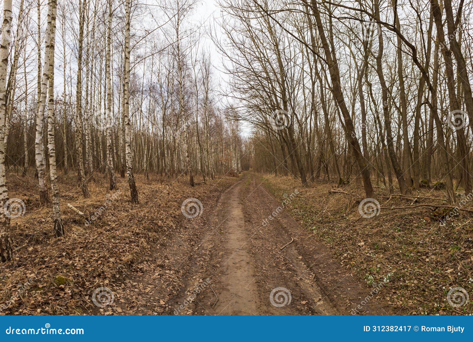 Spring Forest Landscape. Trees in the Forest Line the Path Stock Image ...