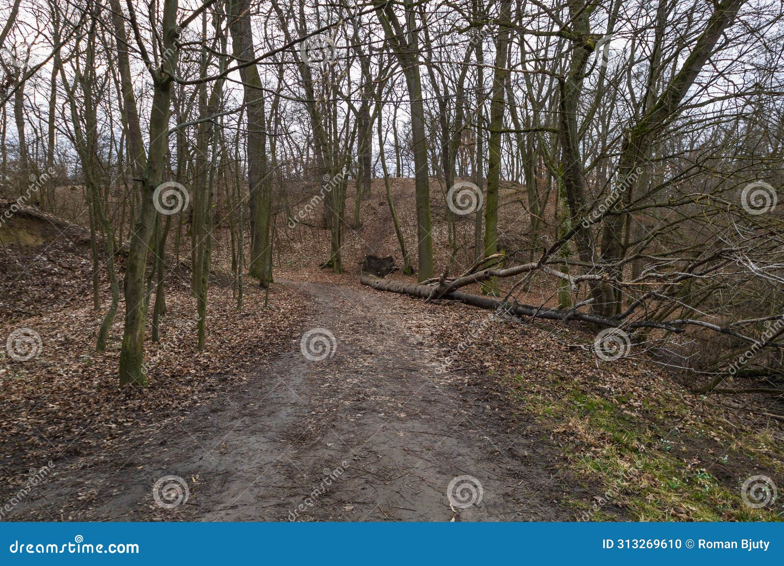 Spring Forest Landscape. Trees in the Forest Line the Path Stock Photo ...