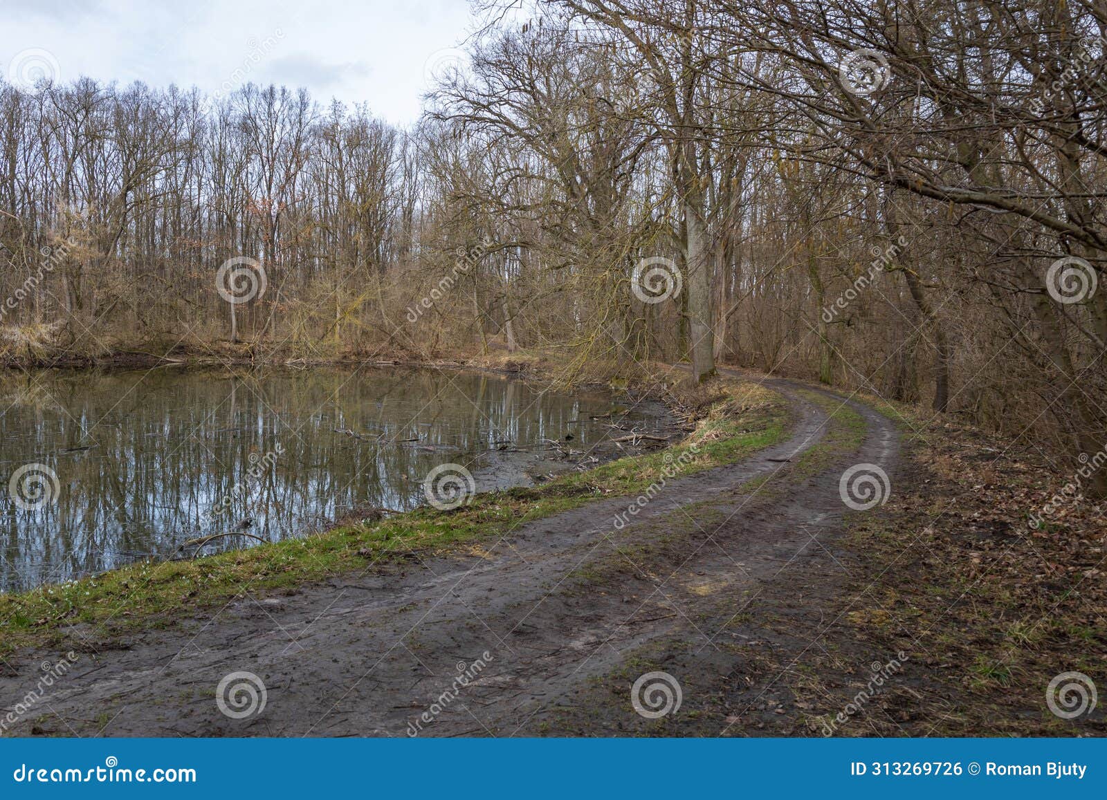 Spring Forest Landscape. Trees in the Forest Line the Path Stock Photo ...