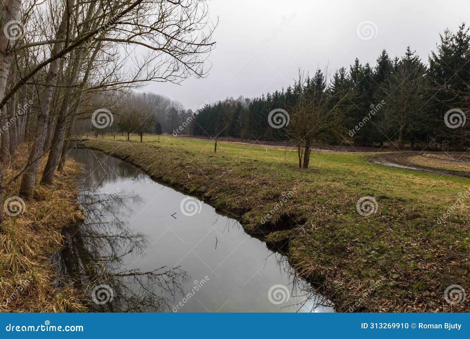 Spring Forest Landscape. Trees in the Forest Line the Path Stock Photo ...