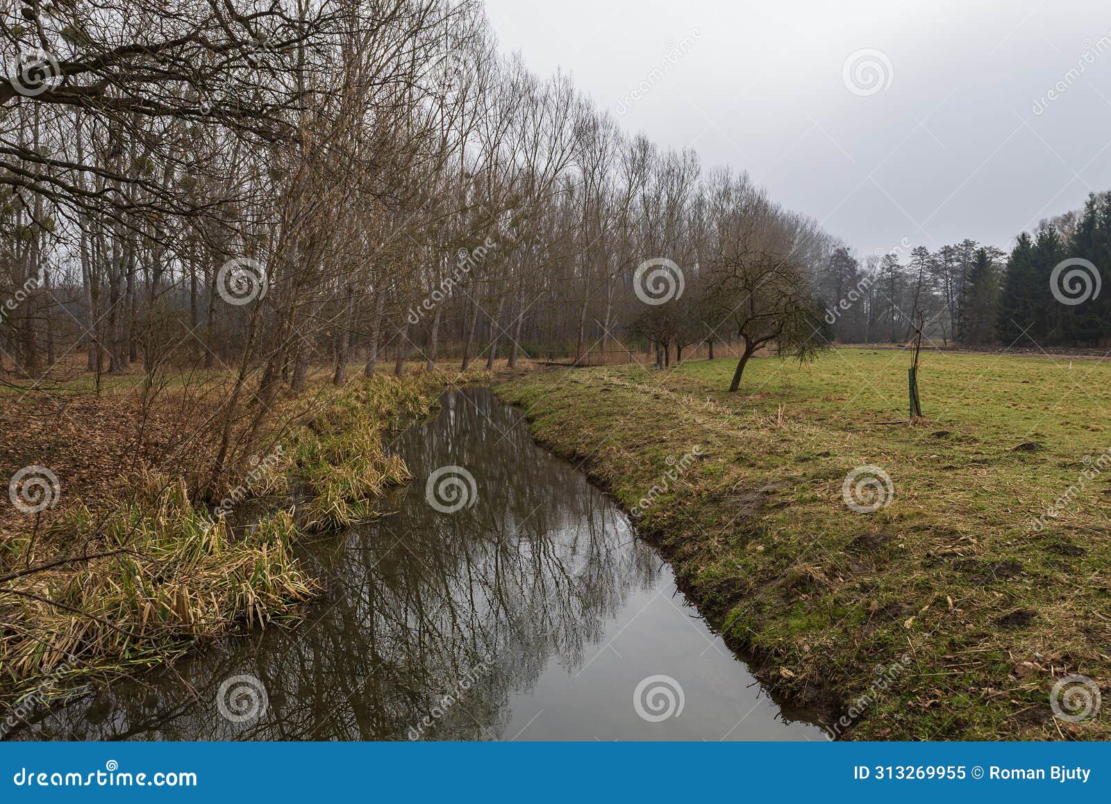 Spring Forest Landscape. Trees in the Forest Line the Path Stock Image ...