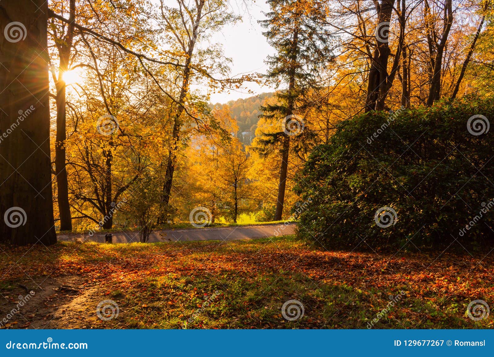 Spring Forest Landscape with Trees in the Spring Forest in Sunny Spring ...